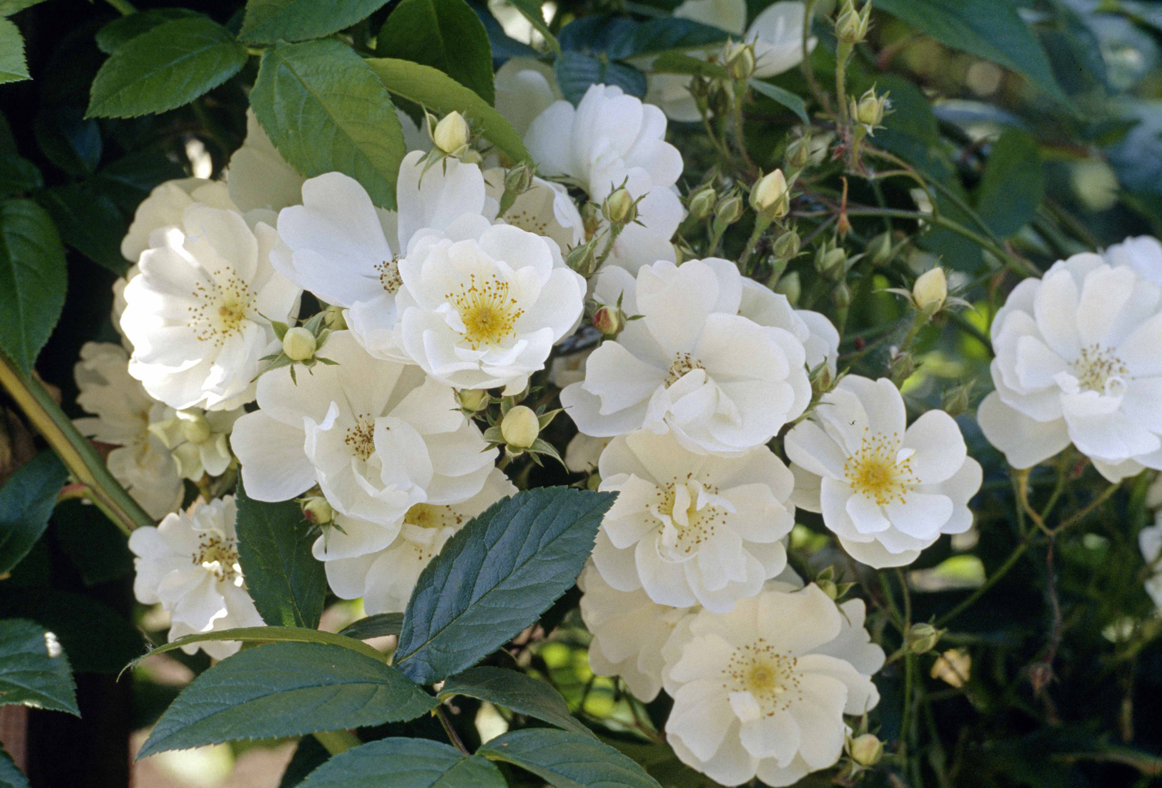 Gardify - Multiflora-Rambler-Rose ‘Bobby James’