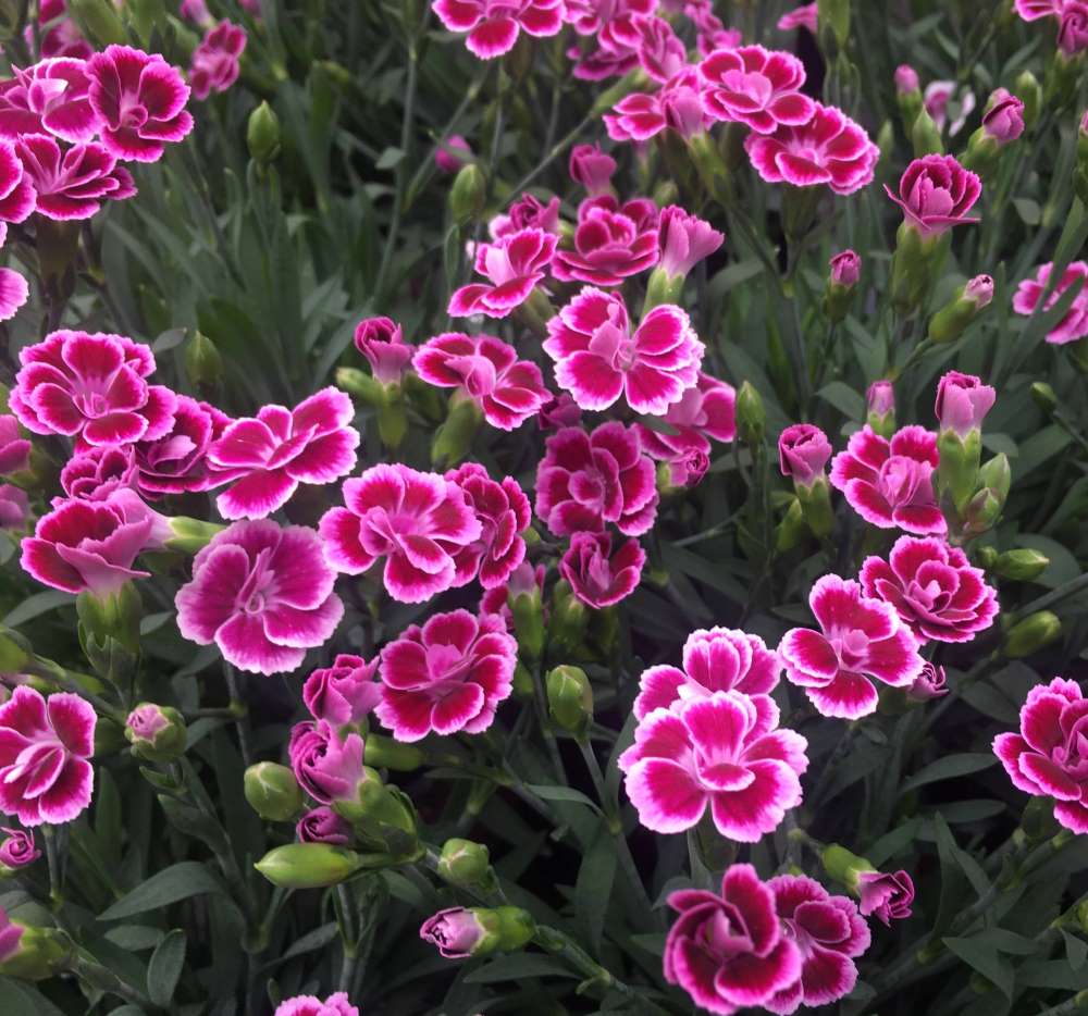 Nelke Pink Kisses Vertrocknet 1