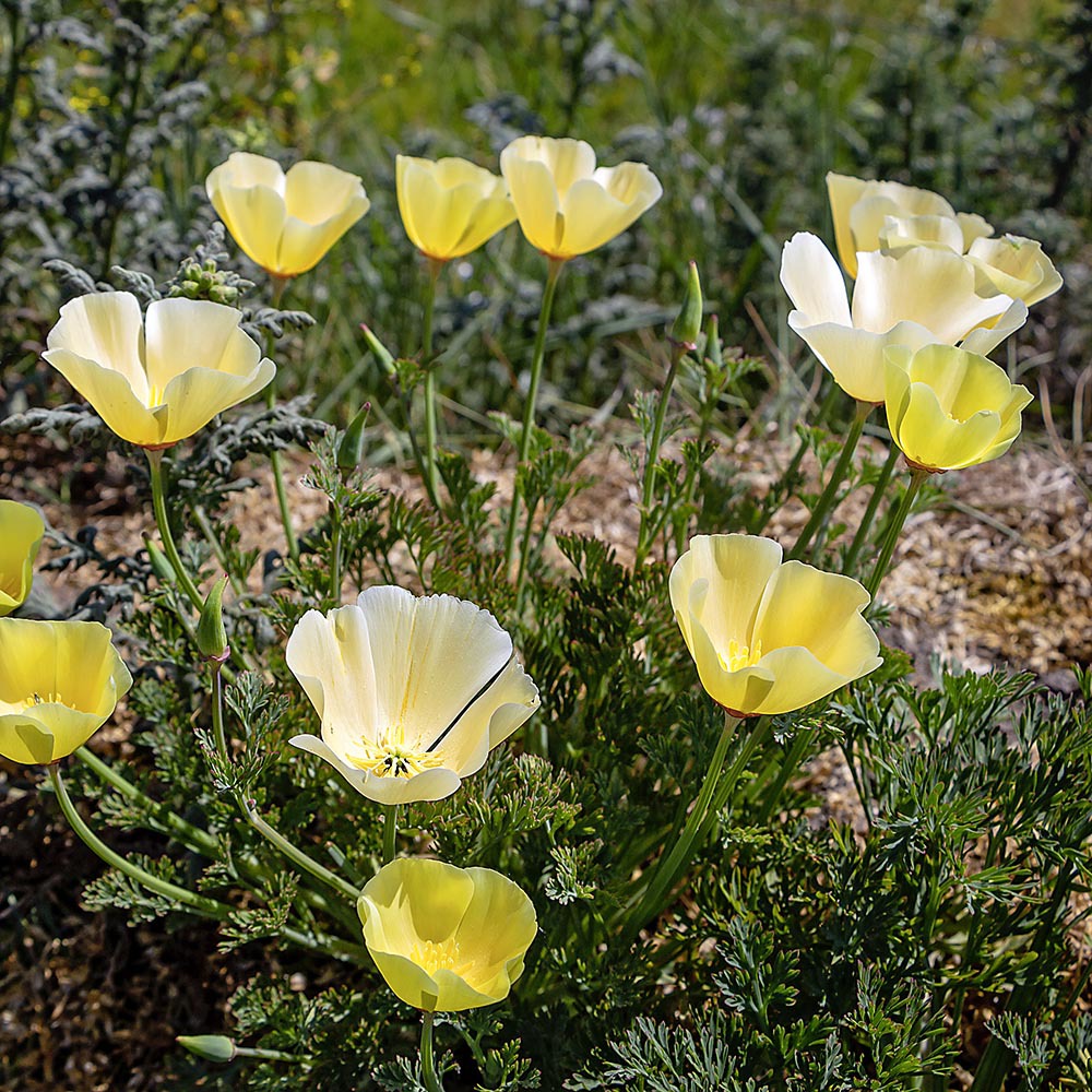 Elegantes Kalifornischer Mohn Aussaen Ebenbild