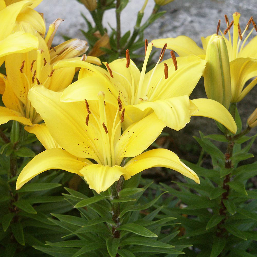 Gardify - Asiatische Lilie 'Golden Matrix'