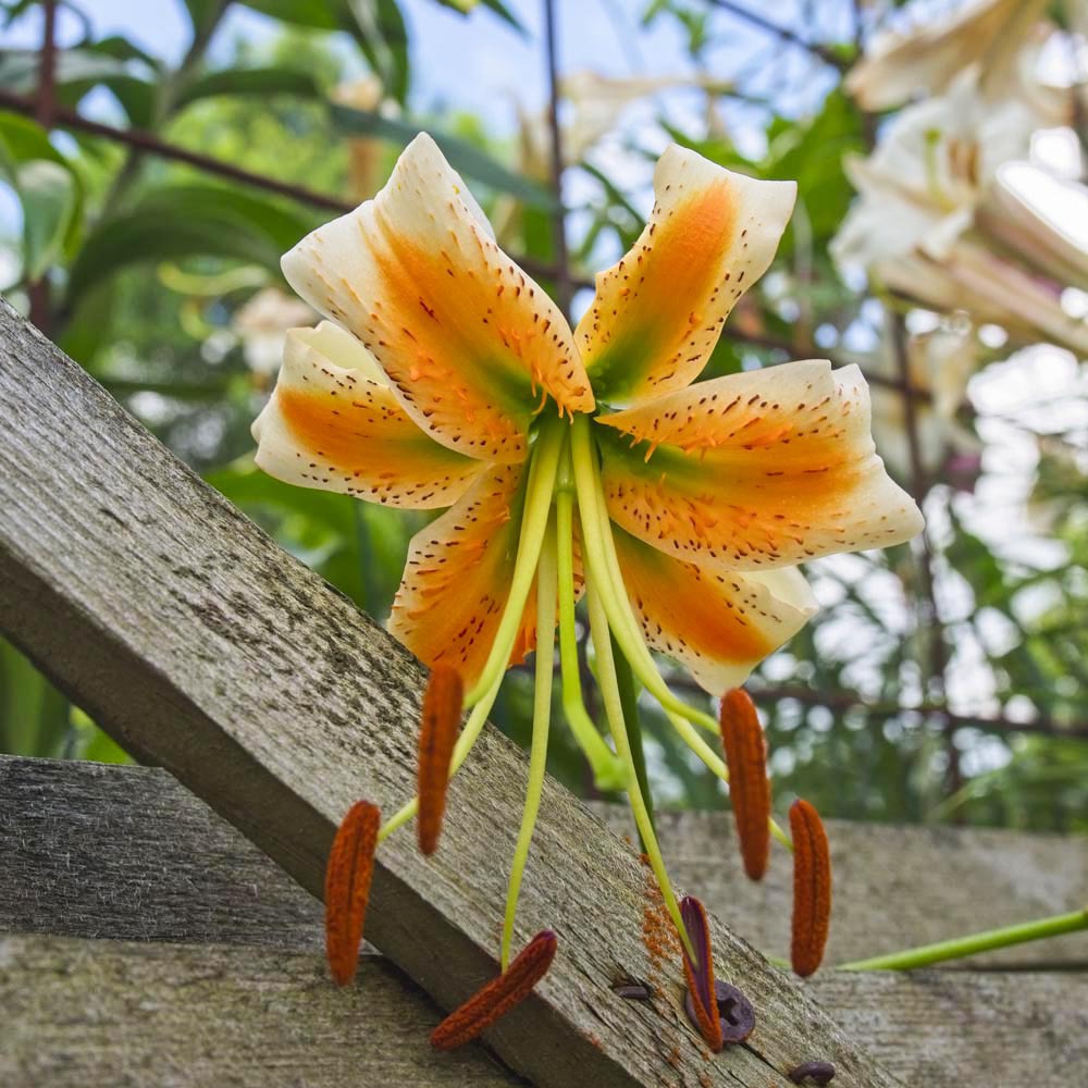 Gardify - Mandarin-Lilie 'Lady Alice'
