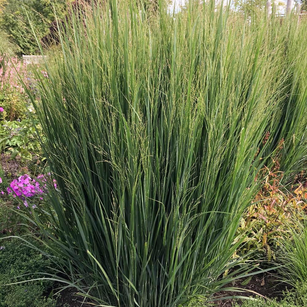 Luxus Rutenhirse Northwind Herbst Fotos