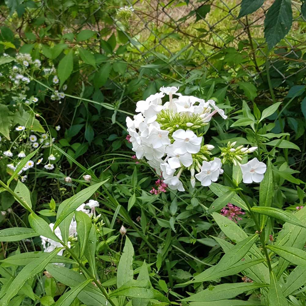 Gardify - Stauden-Phlox 'David'