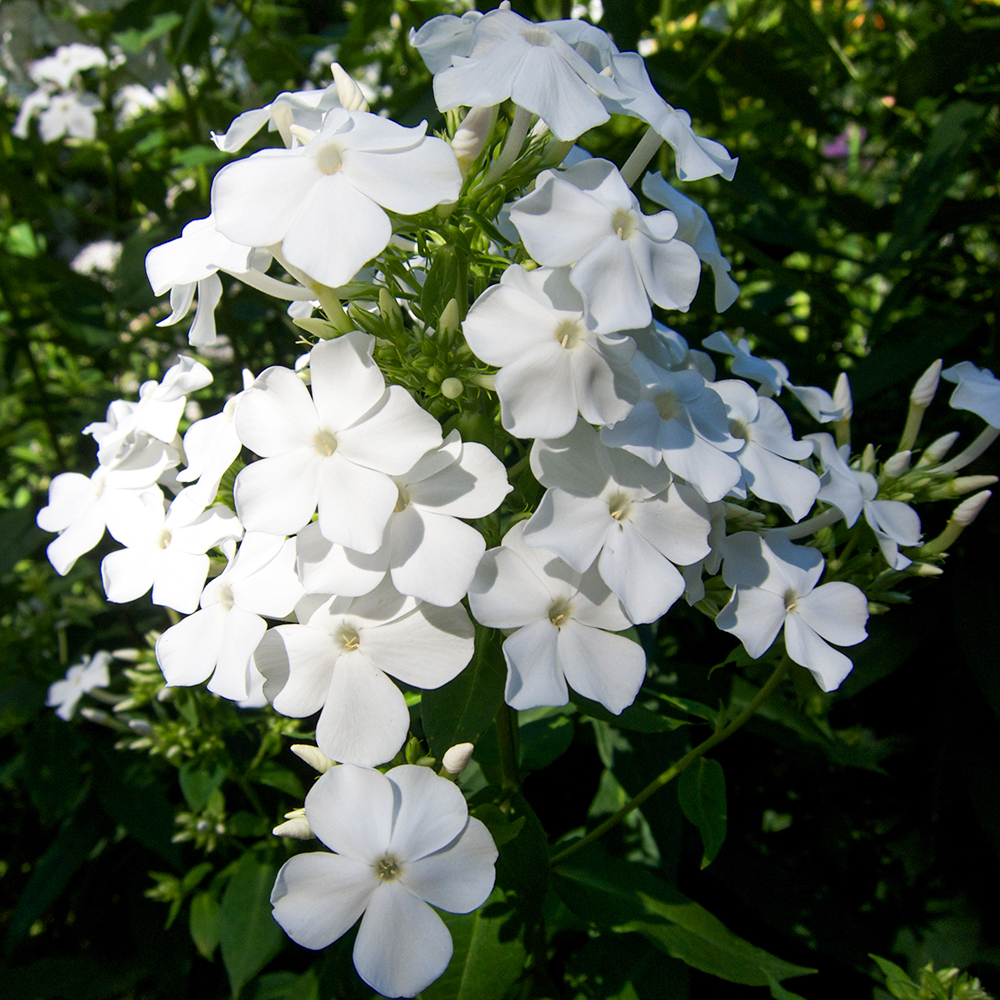 Gardify - Stauden-Phlox 'David'