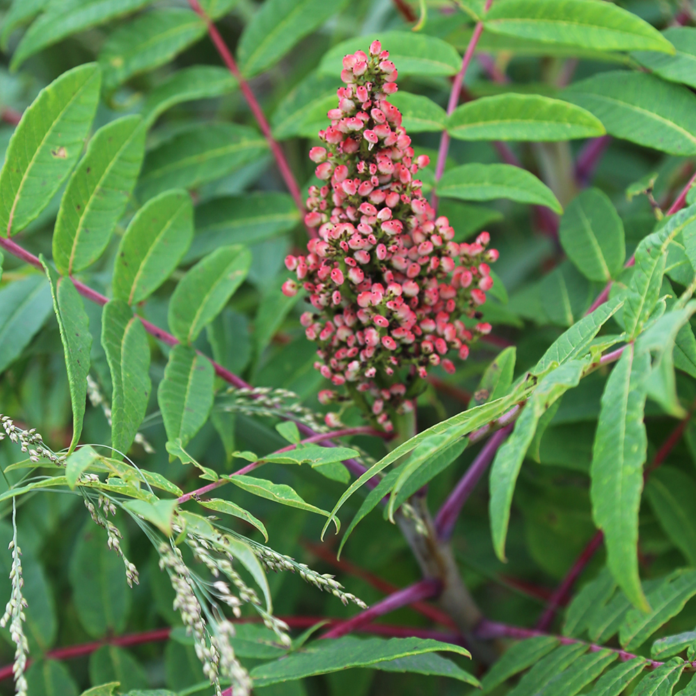 Rhus Glabra