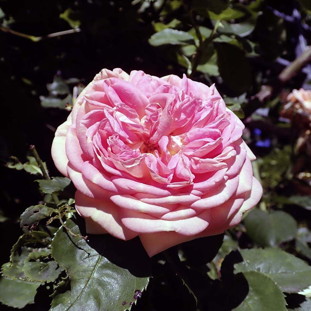 Gardify - Kletterrose 'Alchymist'