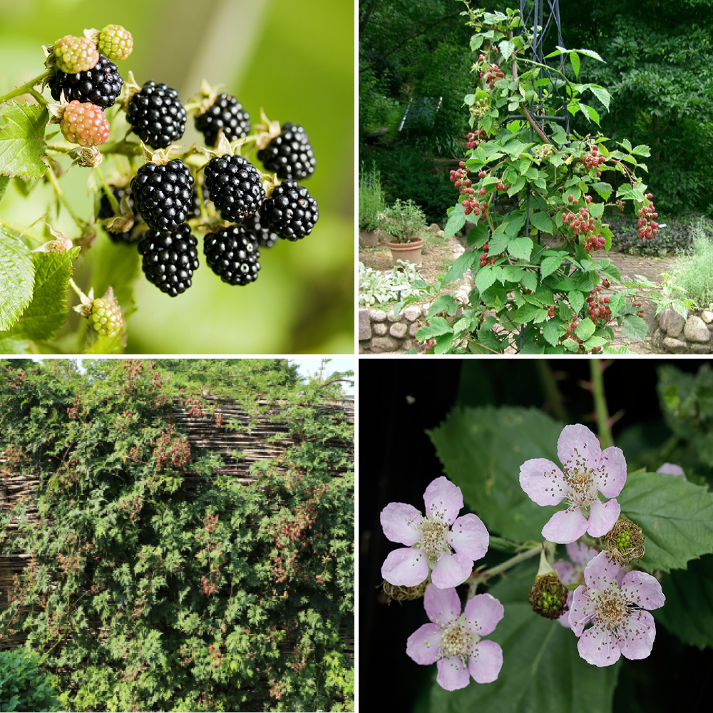 Gardify - Brombeeren