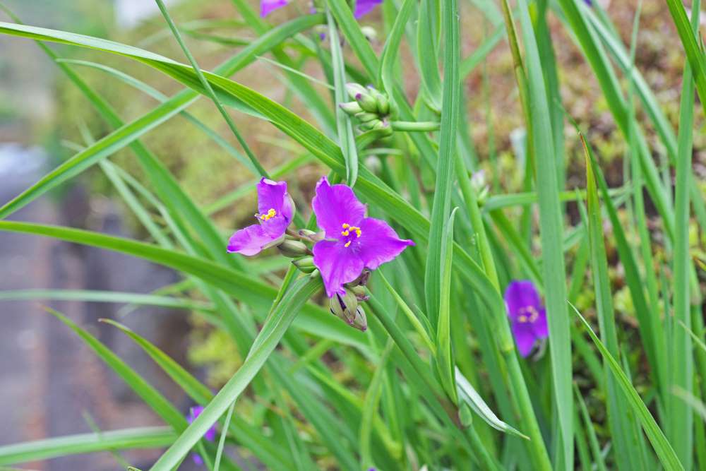 Gardify - Garten-Dreimasterblume 'Rubra'